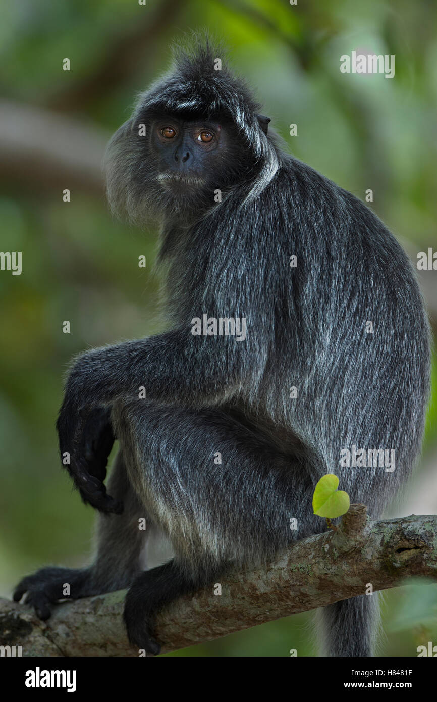 Silvered Leaf Monkey (Trachypithecus cristatus) male in tree, Bako ...