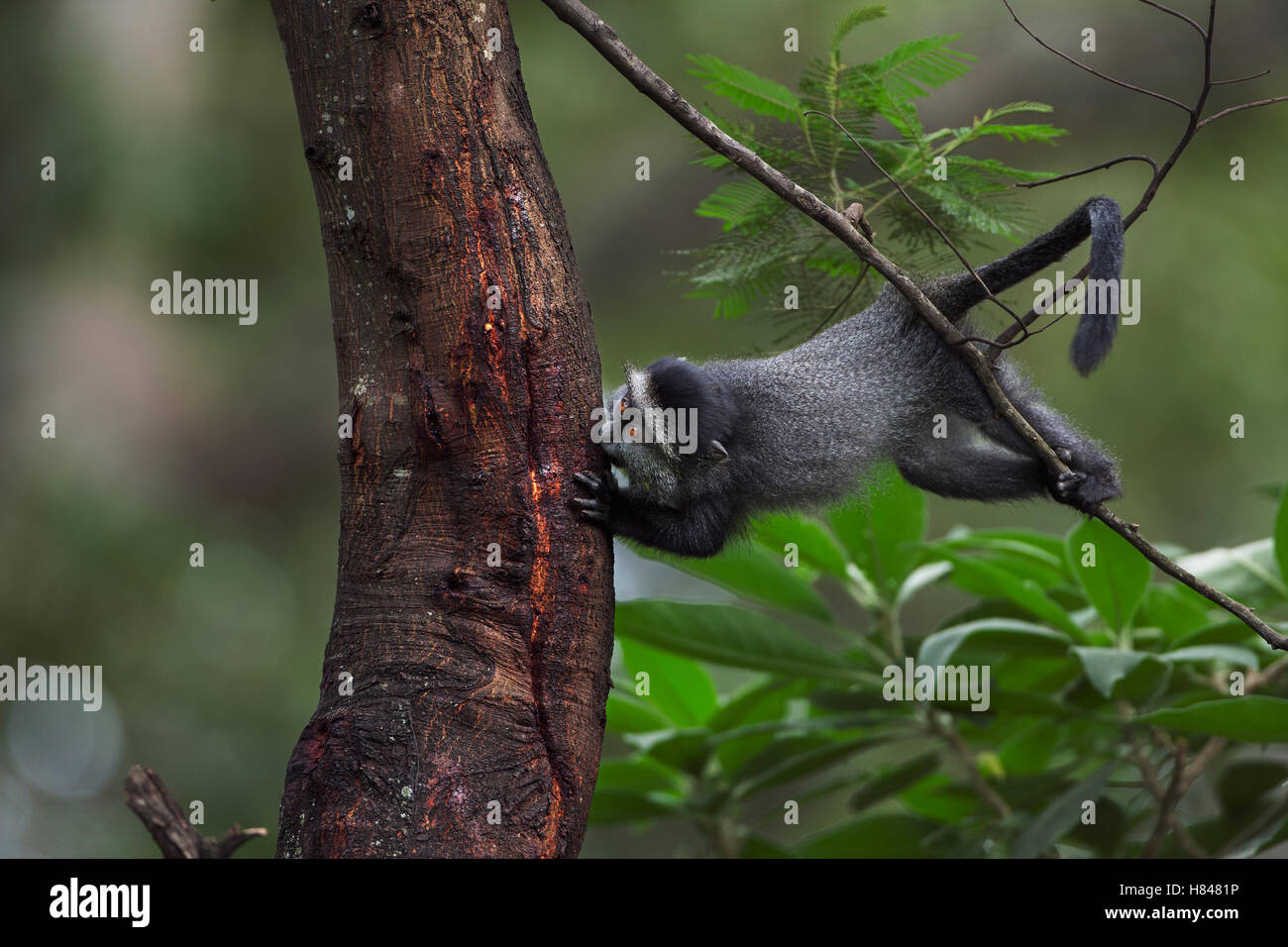 Blue Monkey (Cercopithecus mitis) eleven month old baby feeding on bark ...