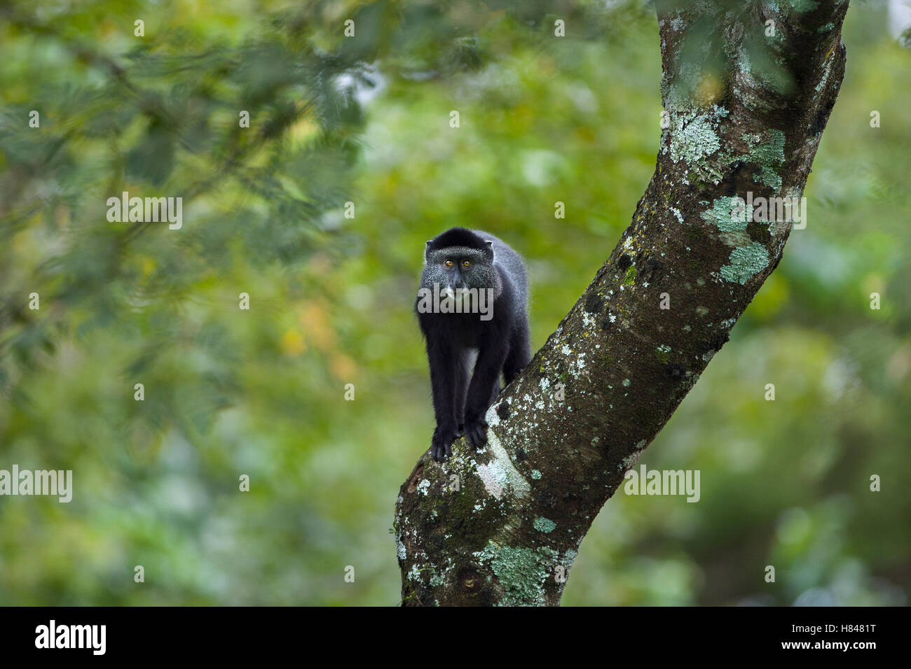 Blue Monkey (Cercopithecus mitis) in tree, Kakamega Forest Reserve ...
