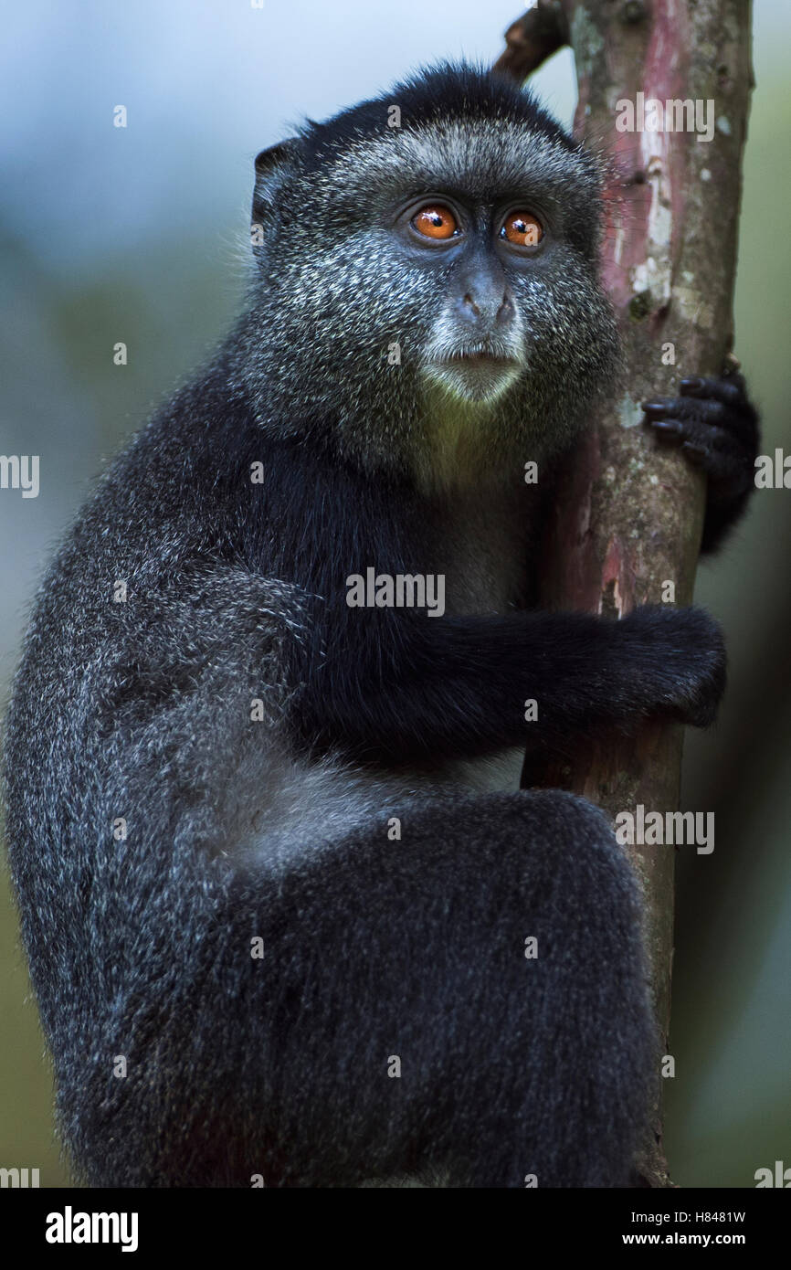 Blue Monkey (Cercopithecus mitis) eleven month old baby clinging to ...