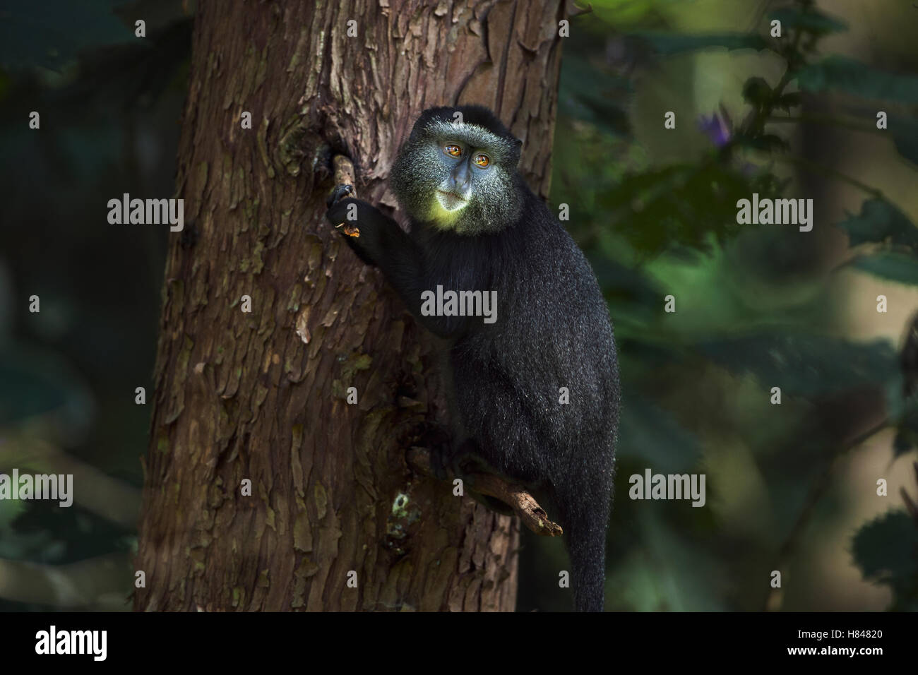Blue Monkey (Cercopithecus mitis) juvenile in tree, Kakamega Forest ...