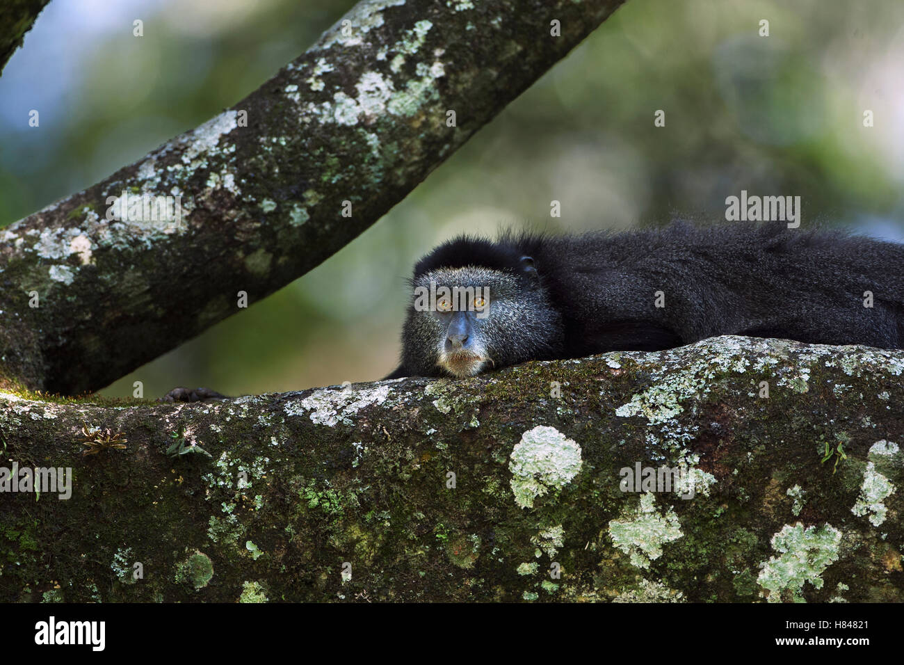 Blue Monkey (Cercopithecus mitis) female, named Kipper, resting in tree ...
