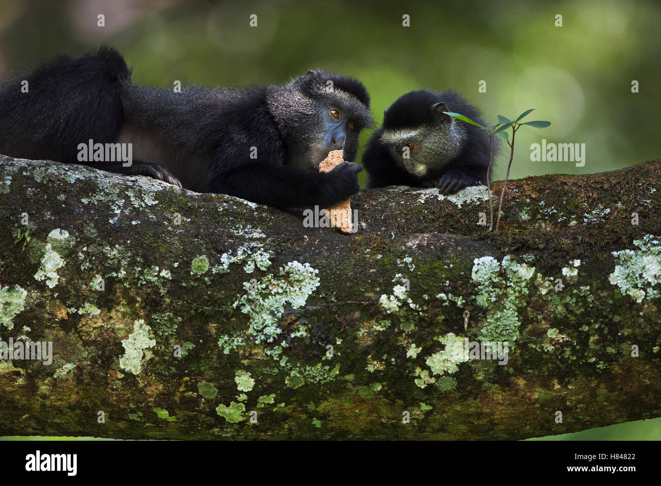 Blue Monkey (Cercopithecus mitis) female, named Kipper, licking ...