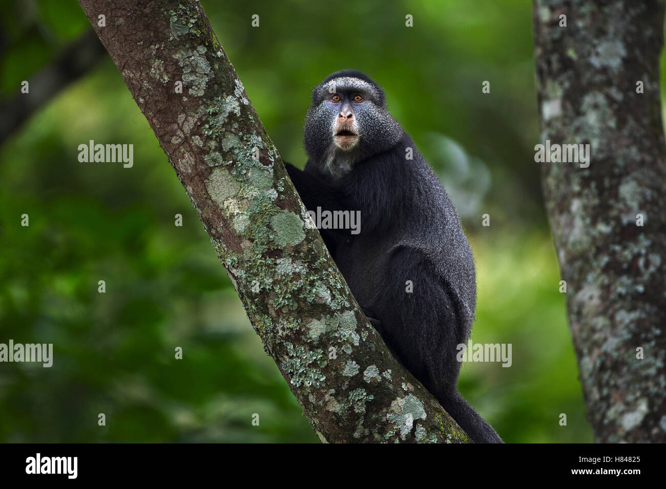 Blue Monkey (Cercopithecus mitis) female in tree, Kakamega Forest ...