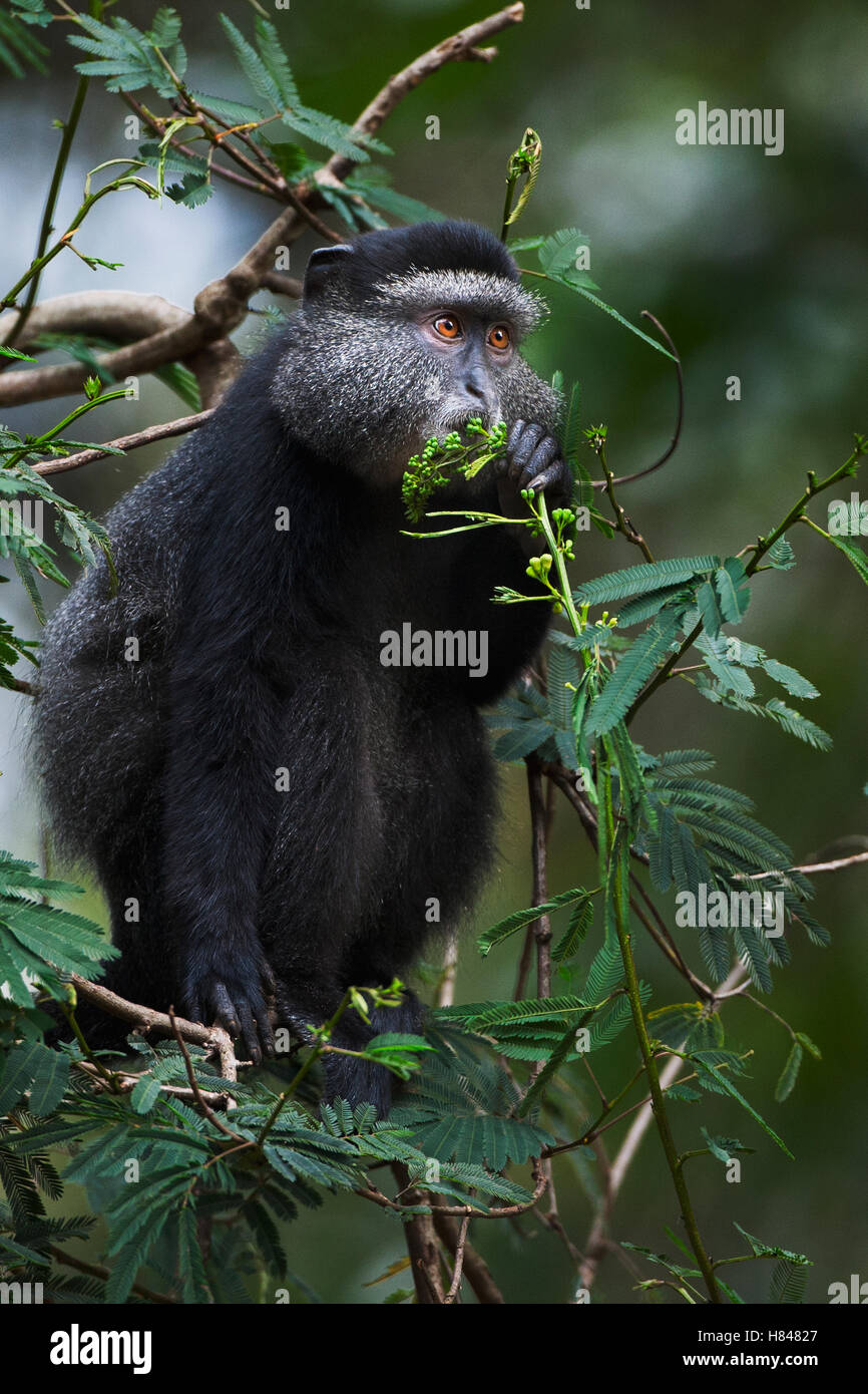 Blue Monkey (Cercopithecus mitis) eleven month old baby feeding ...