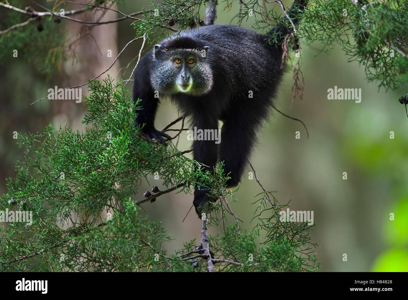 Blue Monkey (Cercopithecus mitis) in tree, Kakamega Forest Reserve ...