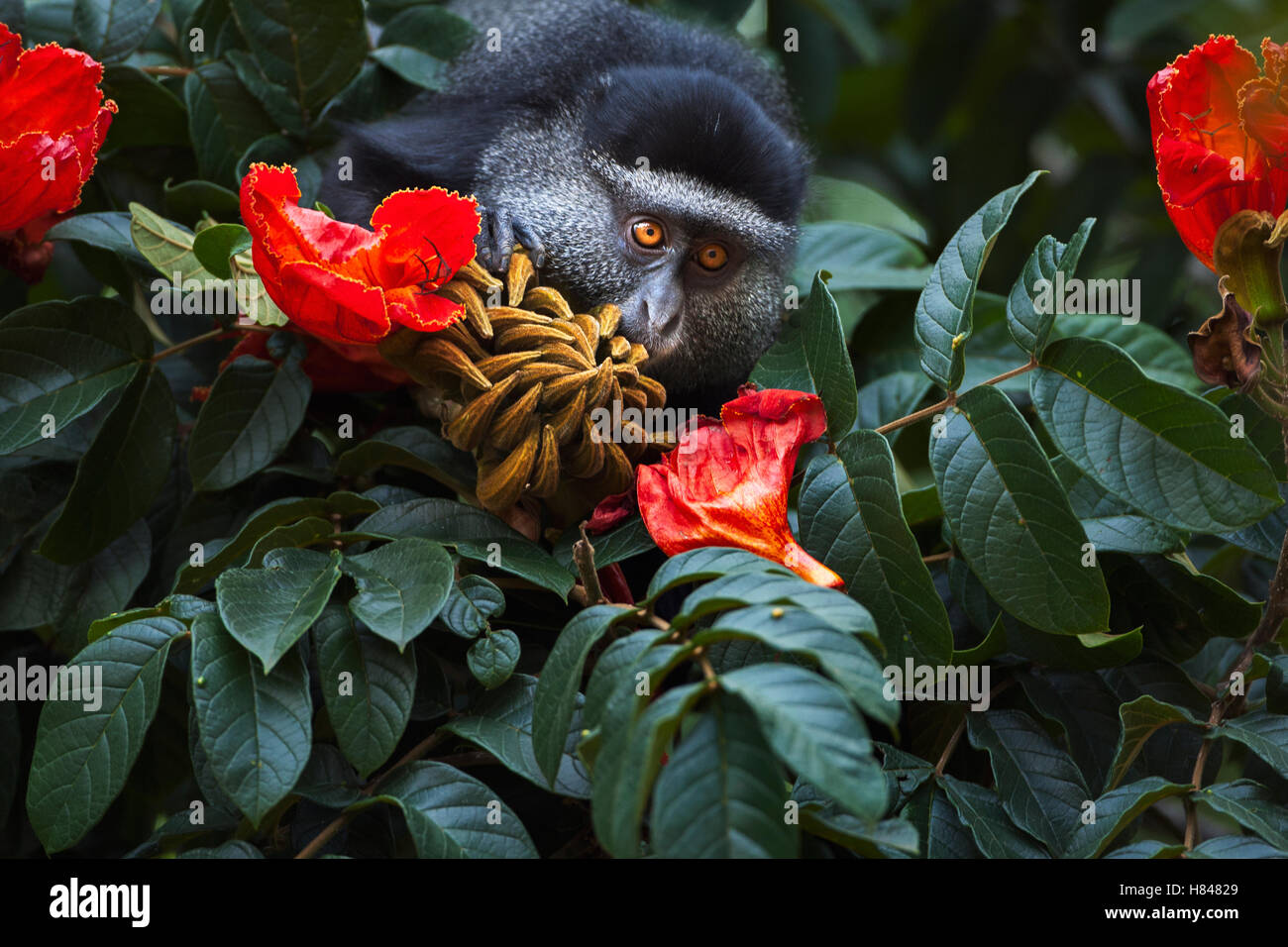 Blue Monkey (Cercopithecus mitis) feeding on African Tulip Tree ...