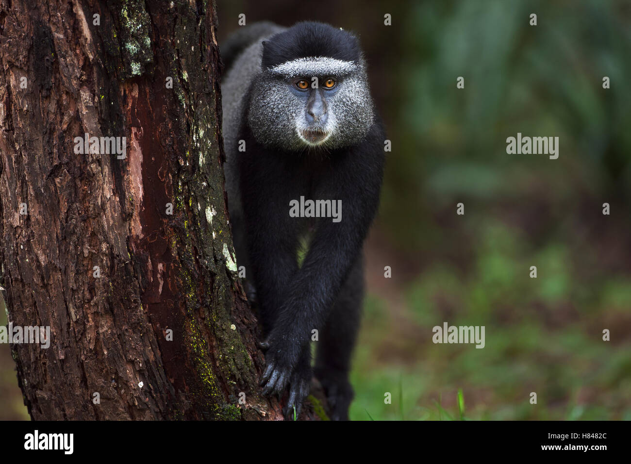 Blue Monkey (Cercopithecus mitis) female in tree, Kakamega Forest ...