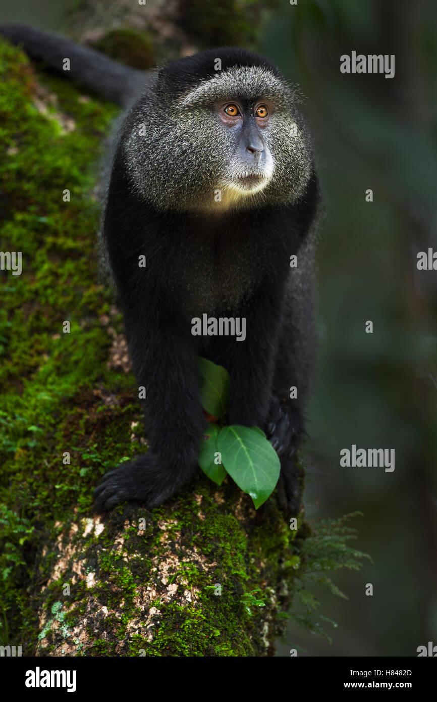 Blue Monkey (Cercopithecus mitis) male, named Tip, Kakamega Forest ...