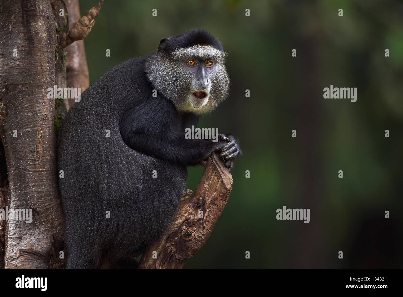 Blue Monkey (Cercopithecus mitis) juvenile feeding on food stored in ...