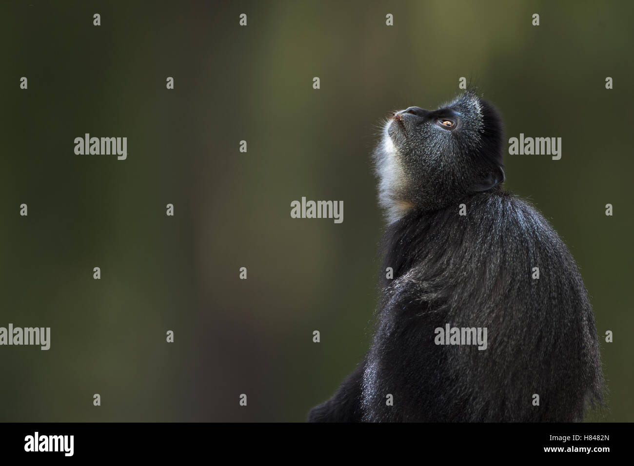 Blue Monkey (Cercopithecus mitis) juvenile looking for fruit in trees ...