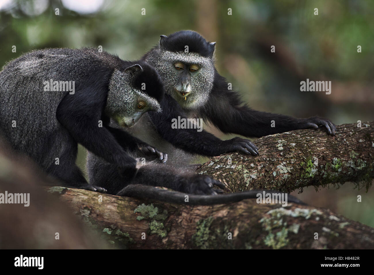 Blue Monkey (Cercopithecus mitis) females grooming, Kakamega Forest ...