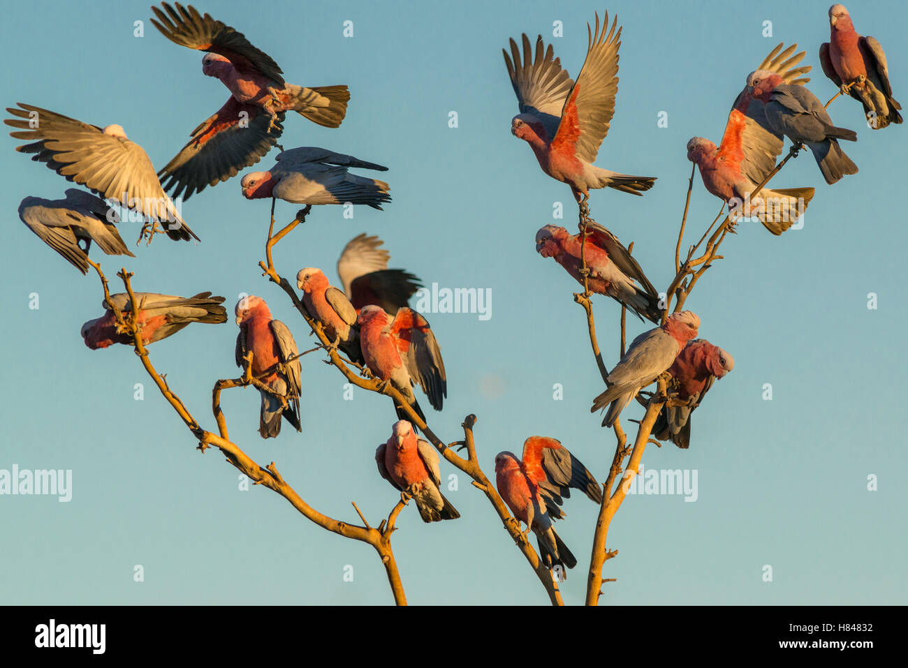 Galah (Eolophus roseicapilla) flock landing in tree, Boulia, Queensland ...