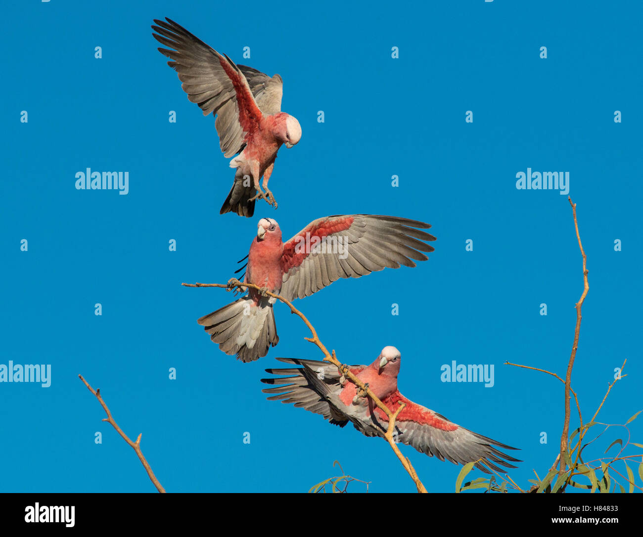 Galah (Eolophus roseicapilla) trio playing, Boulia, Queensland ...