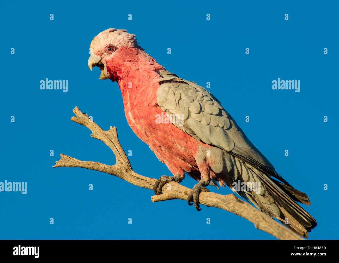 Galah (Eolophus roseicapilla) calling, Anangu Pitjantjatjara ...