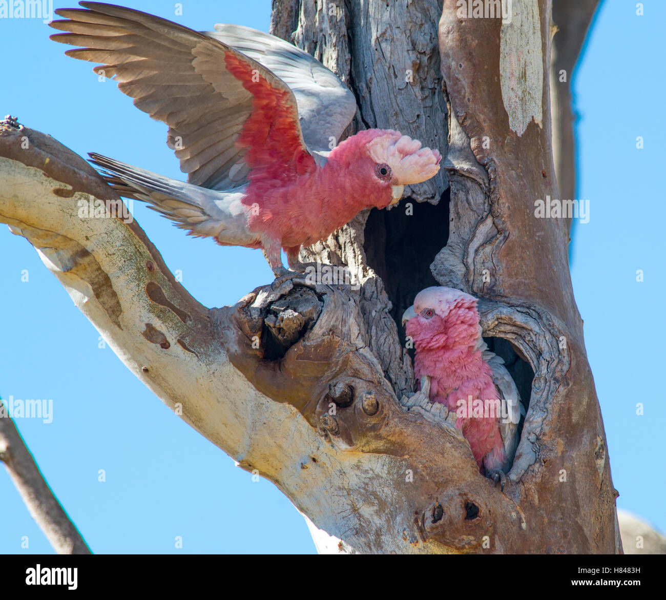 Galah (Eolophus roseicapilla) pair courting at nest cavity, Anangu ...