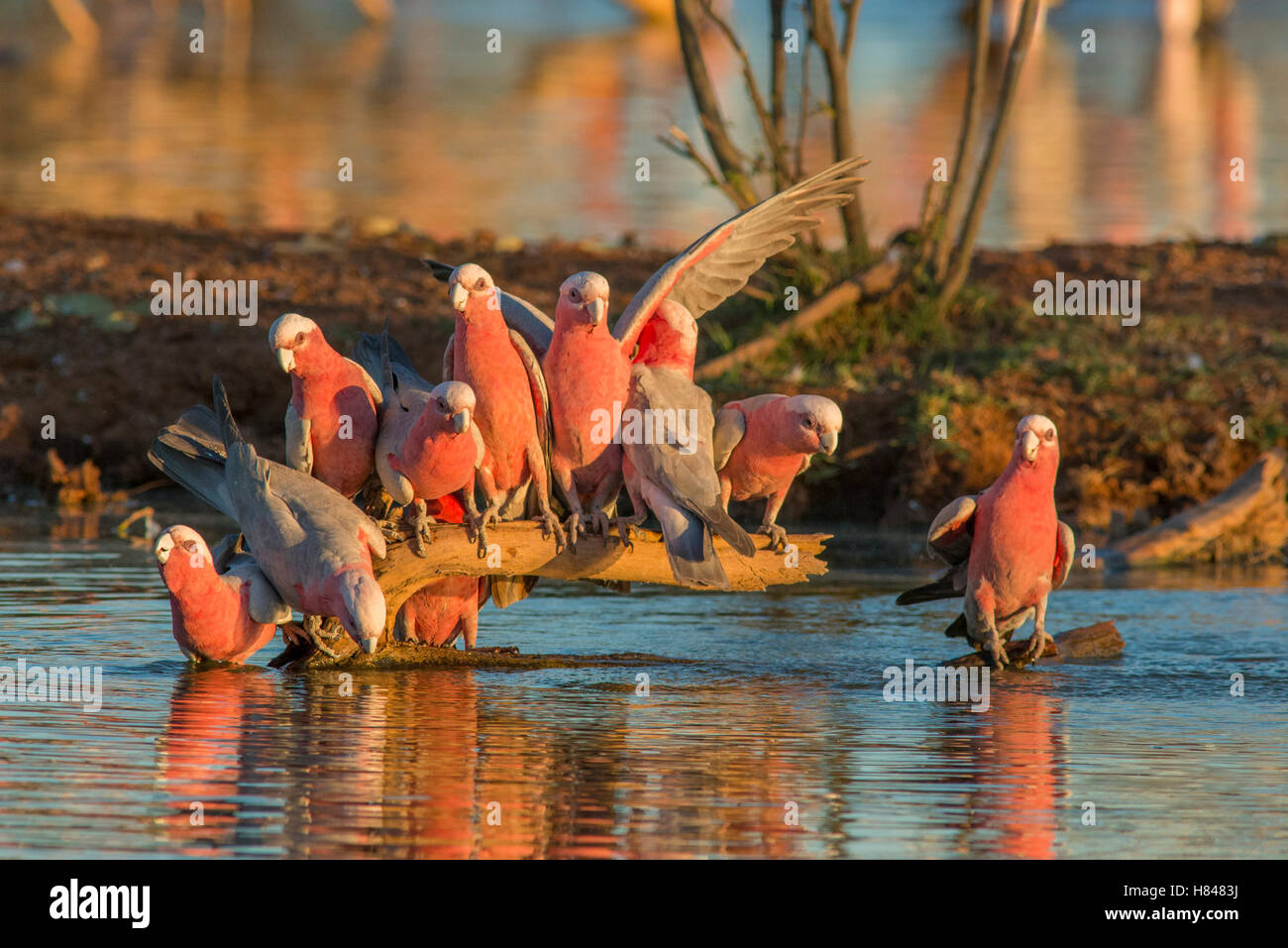Galah (Eolophus roseicapilla) flock at waterhole, Boulia, Queensland ...