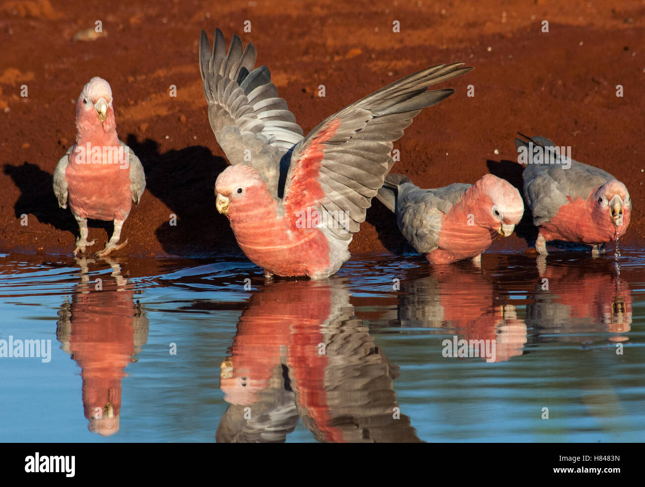 Galah (Eolophus roseicapilla) group drinking at waterhole, Pilbara ...