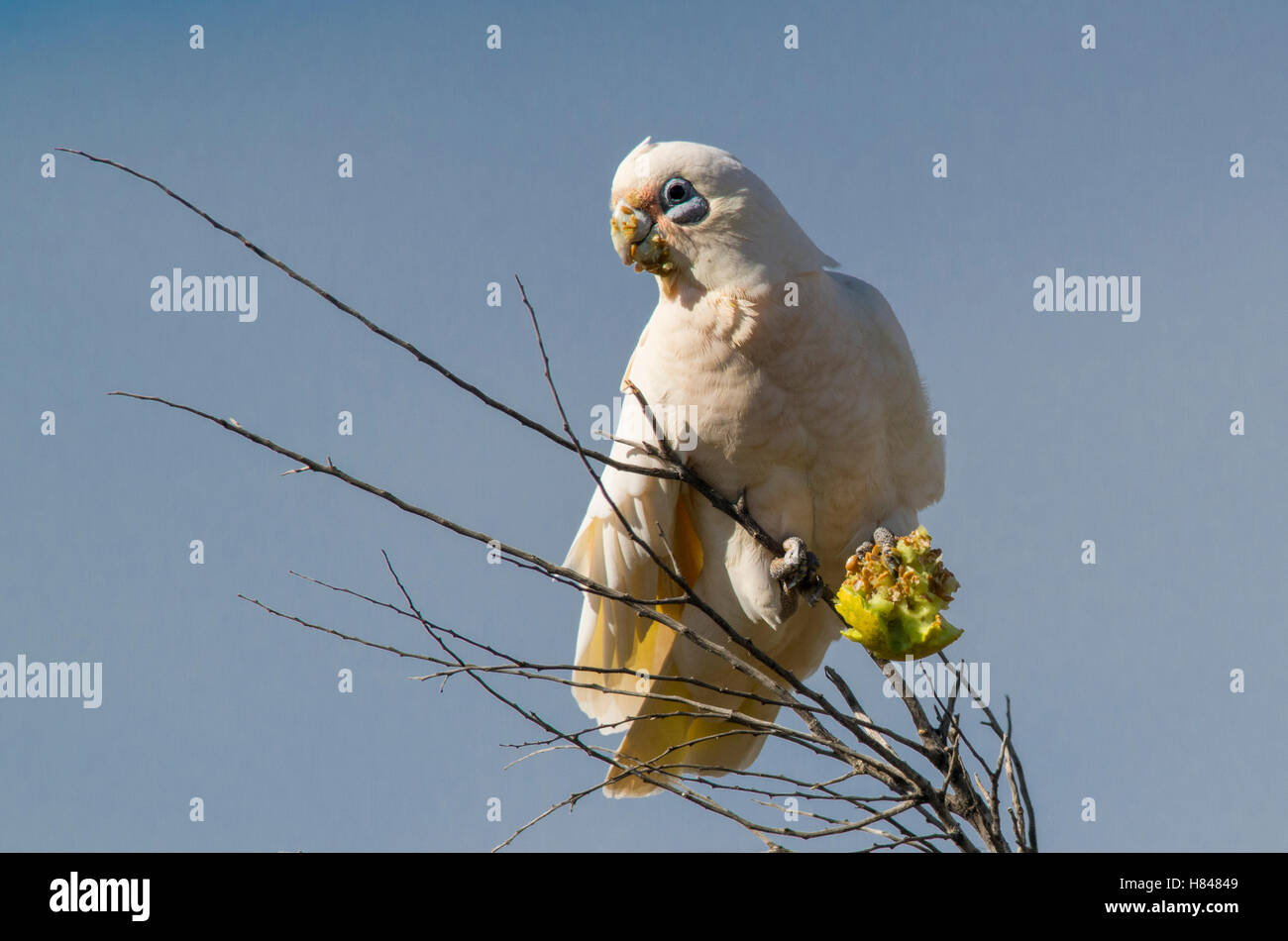 Little Corella (Cacatua sanguinea) feeding on Watermelon (Citrullus ...