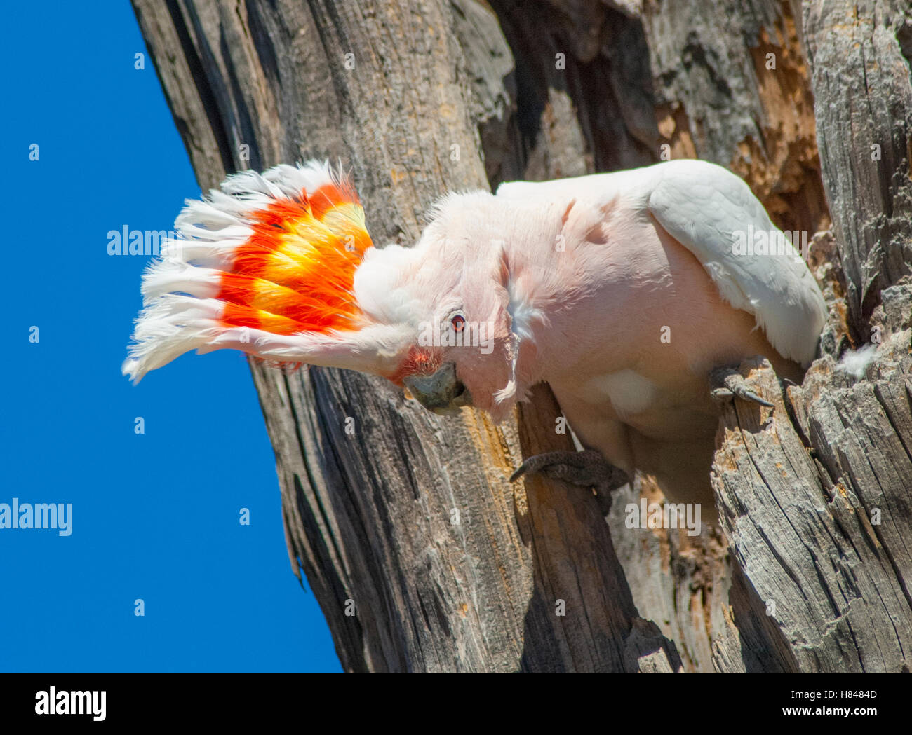 Major Mitchell's Cockatoo (Lophochroa leadbeateri) displaying in nest ...
