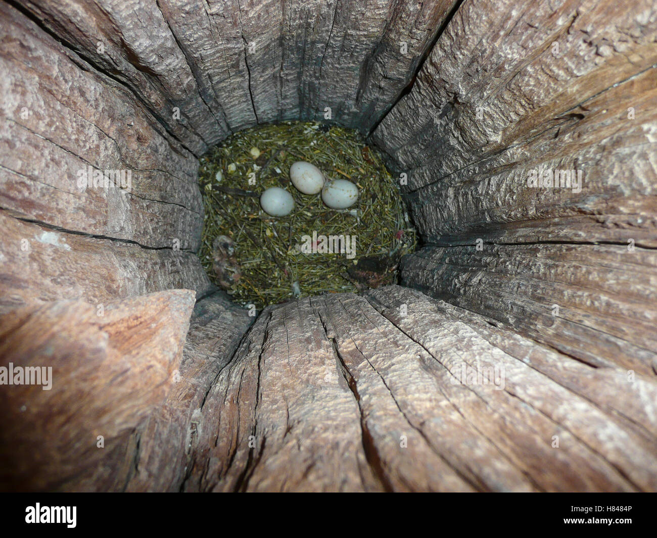 Major Mitchell's Cockatoo (Lophochroa leadbeateri) eggs in nest cavity ...