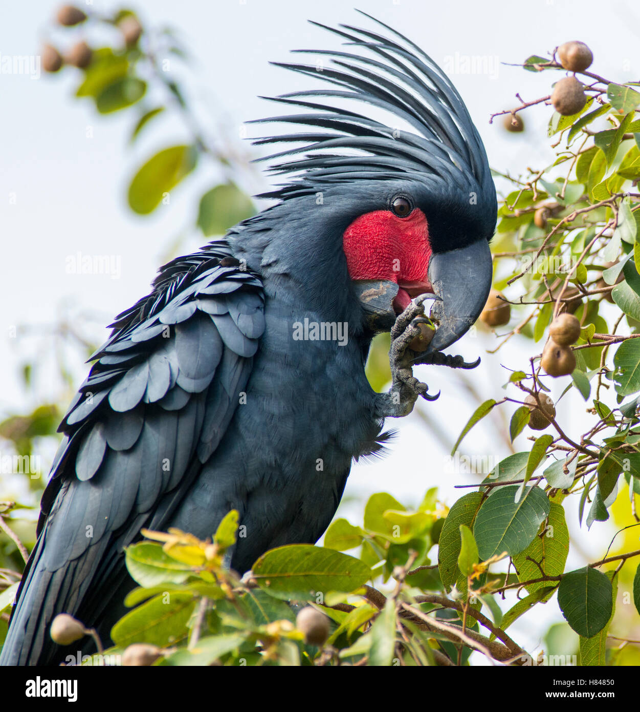 Palm Cockatoo (Probosciger aterrimus) male feeding on Nonda Plum ...