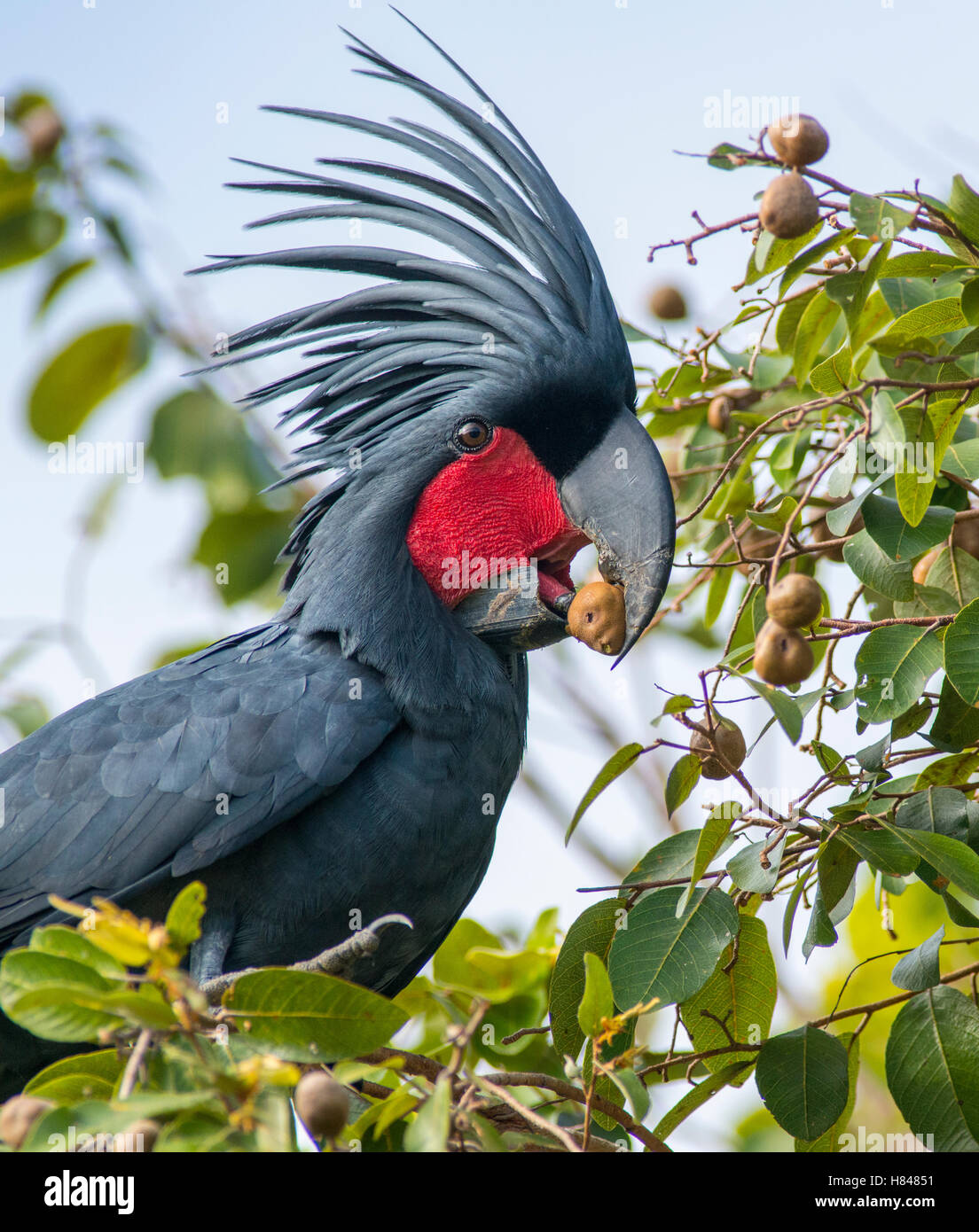 Palm Cockatoo (Probosciger aterrimus) male feeding on Nonda Plum ...