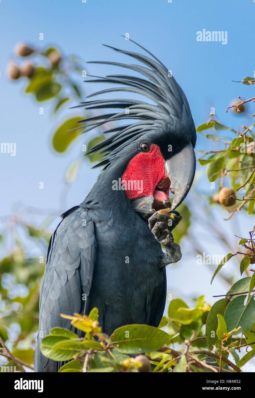 Palm Cockatoo (Probosciger aterrimus) male feeding on Nonda Plum ...