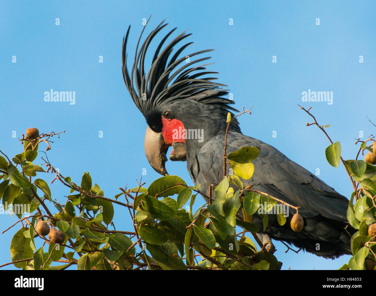 Palm Cockatoo (Probosciger aterrimus) male, Lockhart River, Queensland ...