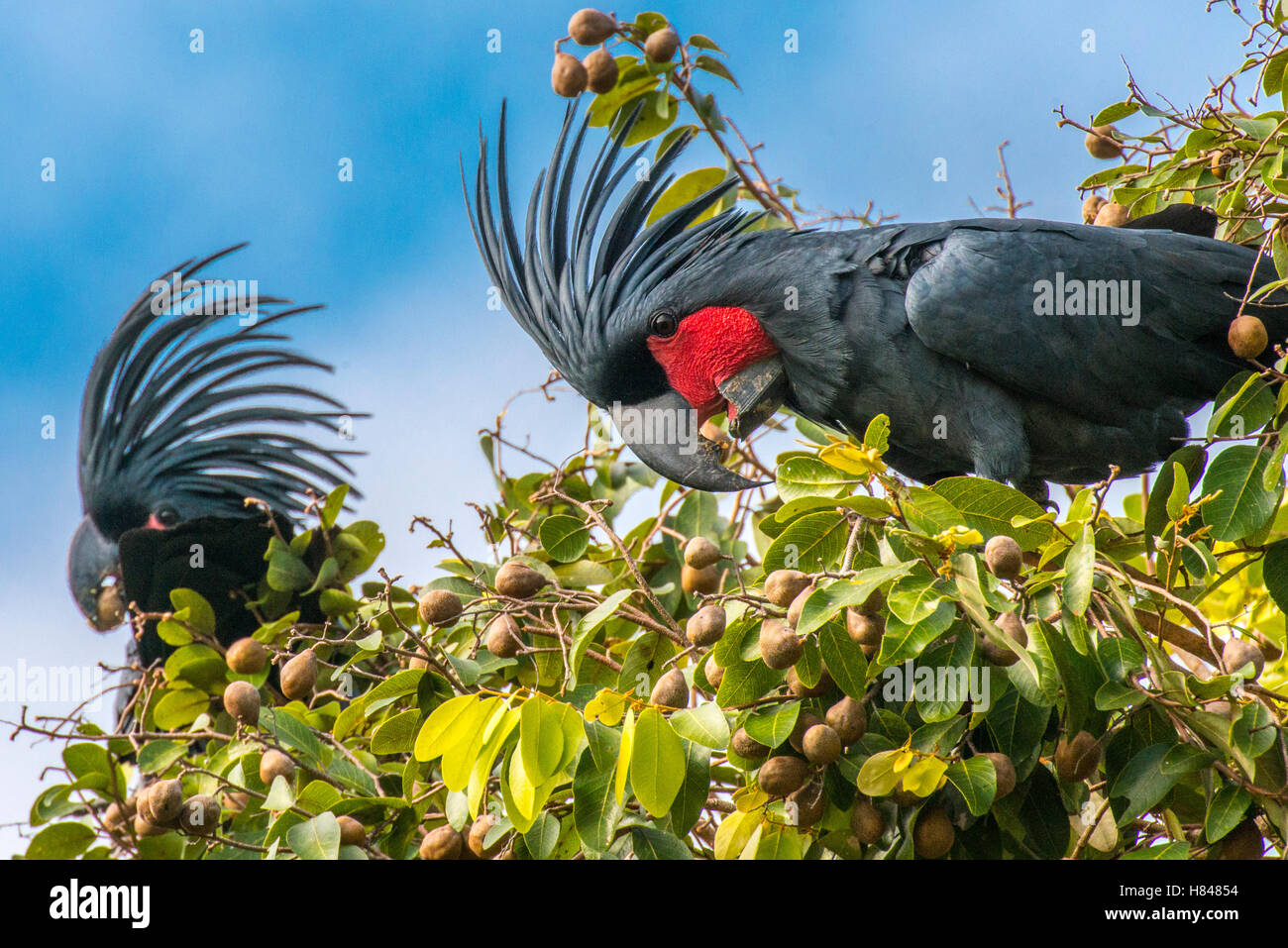 Palm Cockatoo (Probosciger aterrimus) male feeding on Nonda Plum ...