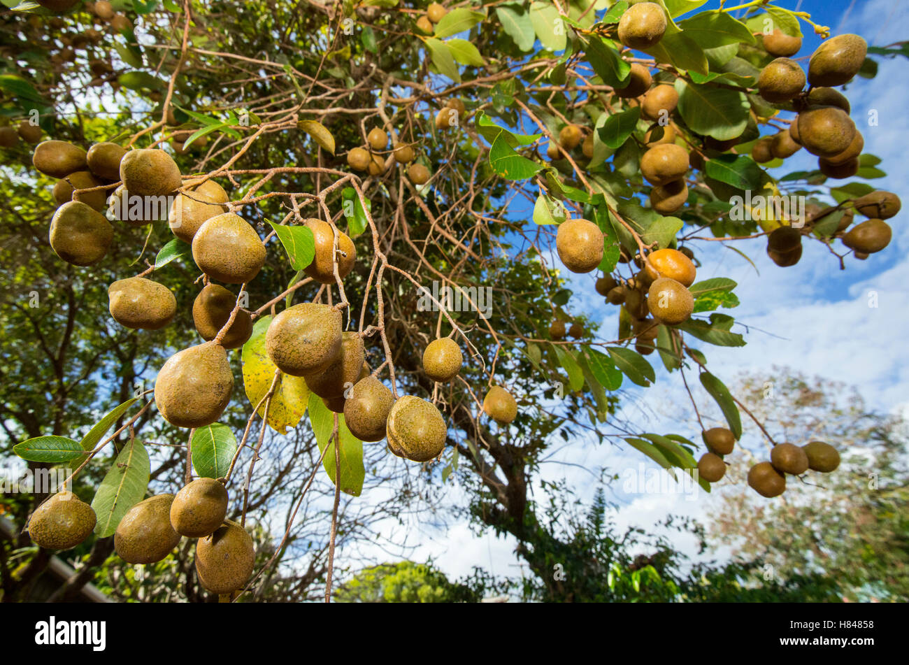 Nonda Plum (Parinari nonda) fruit, Lockhart River, Queensland ...