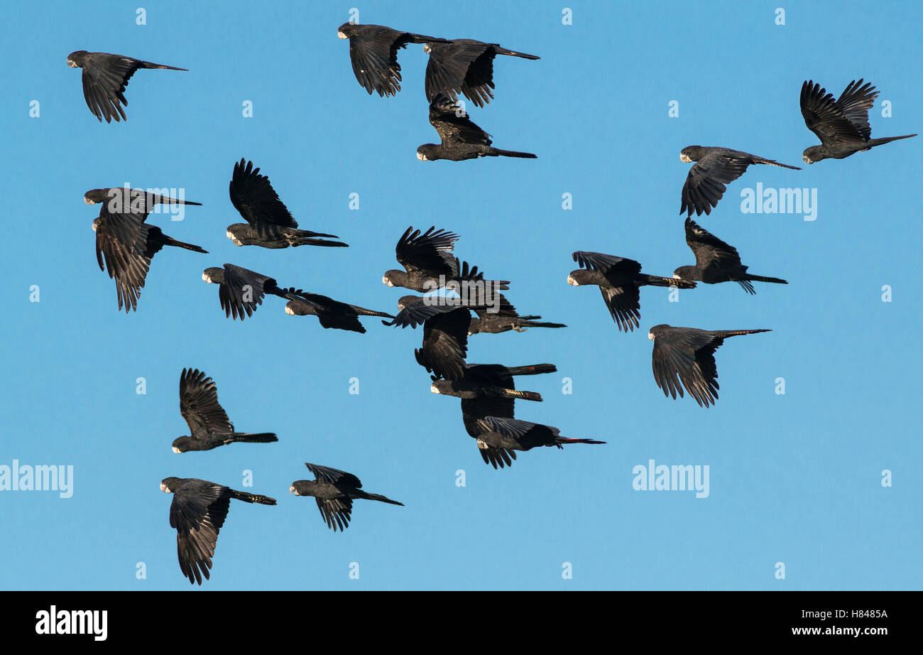 Red-tailed Black-Cockatoo (Calyptorhynchus banksii) flock flying ...