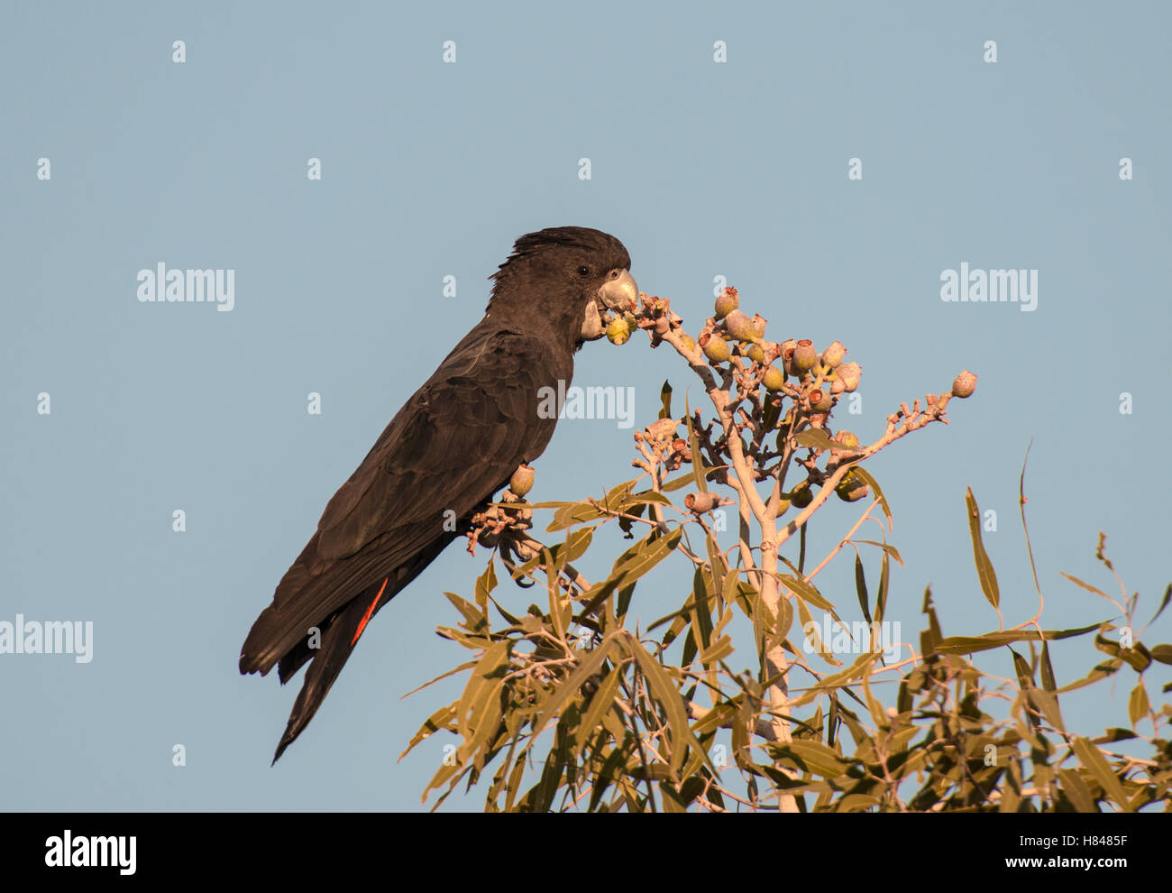 Red-tailed Black-Cockatoo (Calyptorhynchus banksii) male feeding on ...