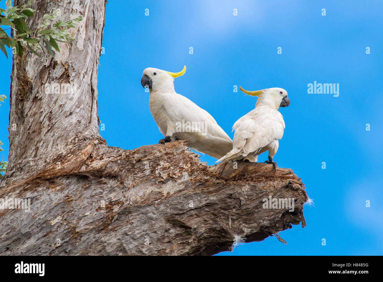 Sulphur-crested Cockatoo (Cacatua galerita) pair, Lockhart River ...
