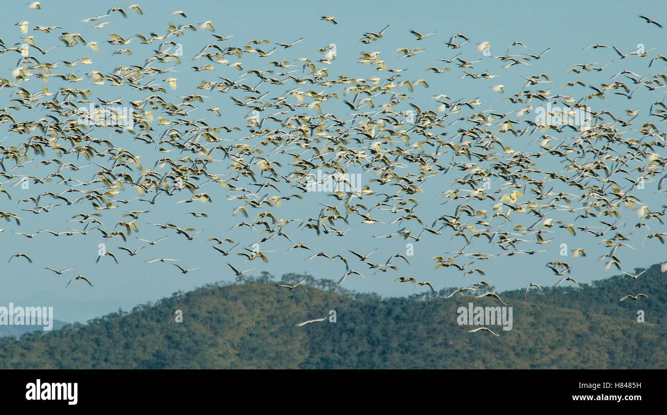 Sulphur-crested Cockatoo (Cacatua galerita) flock flying, Queensland ...