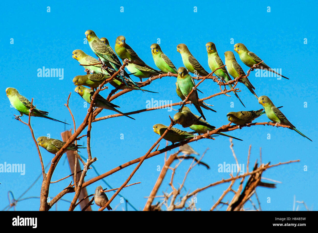 Budgerigar (Melopsittacus undulatus) group perching in tree, Pilbara ...