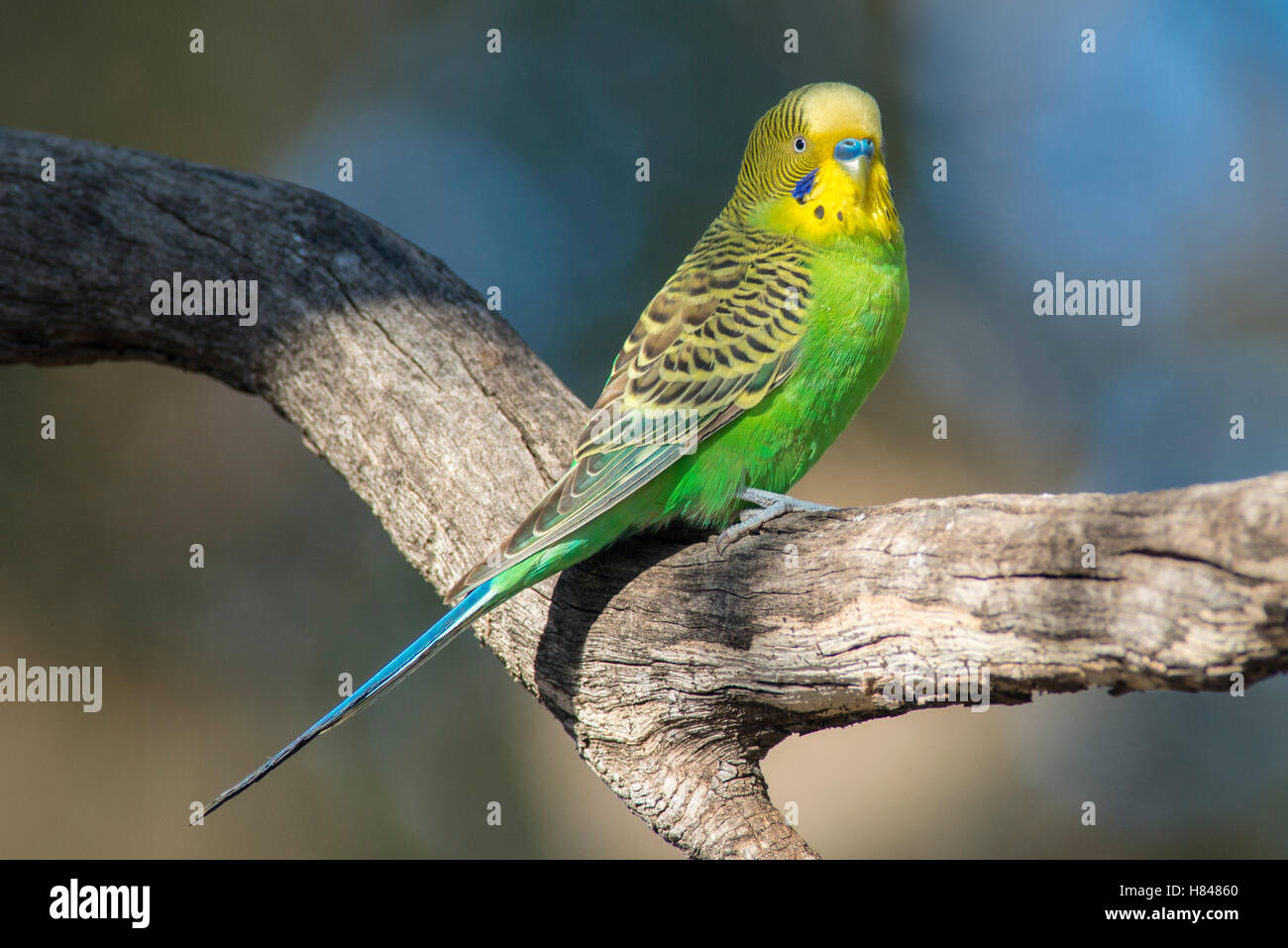 Budgerigar (Melopsittacus undulatus) male, South Australia, Australia ...