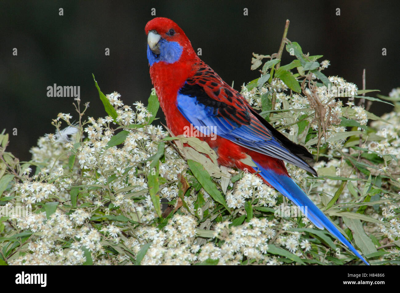 Crimson Rosella (Platycercus elegans), Dandenong Ranges National Park ...