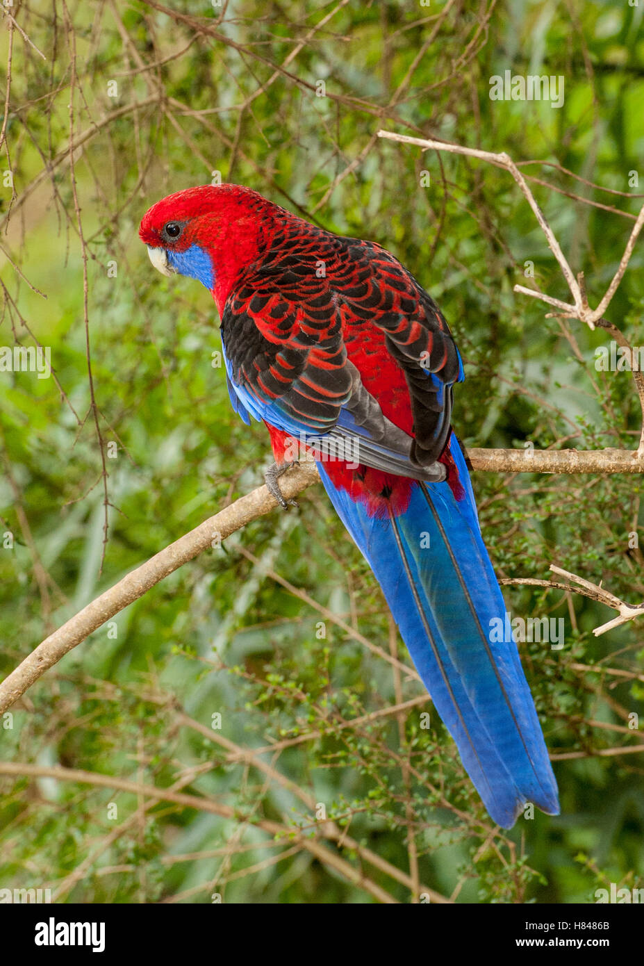 Crimson Rosella (Platycercus elegans), Dandenong Ranges National Park ...