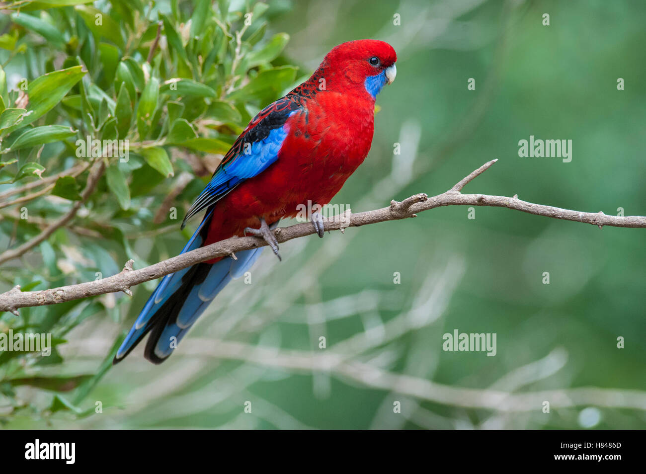 Crimson Rosella (Platycercus elegans), Dandenong Ranges National Park ...
