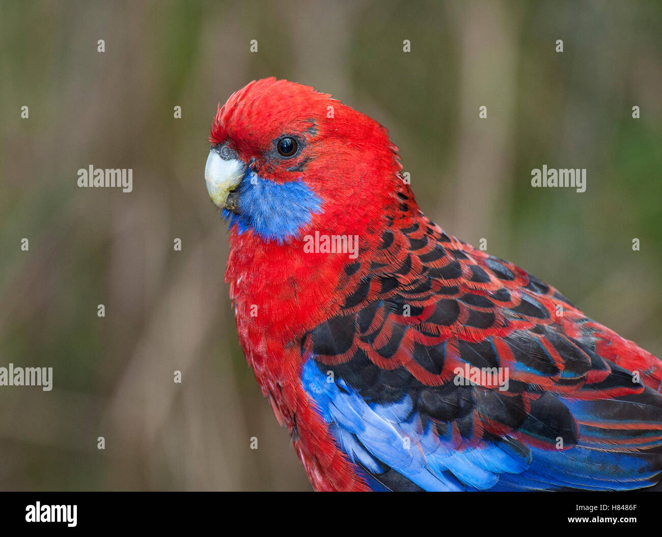 Crimson Rosella (Platycercus elegans), Dandenong Ranges National Park ...