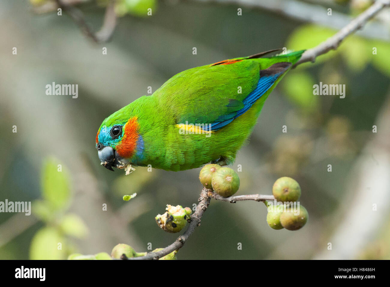 Double-eyed Fig Parrot (Cyclopsitta diophthalma macleayana) feeding on seeds, Cairns, Queensland ...