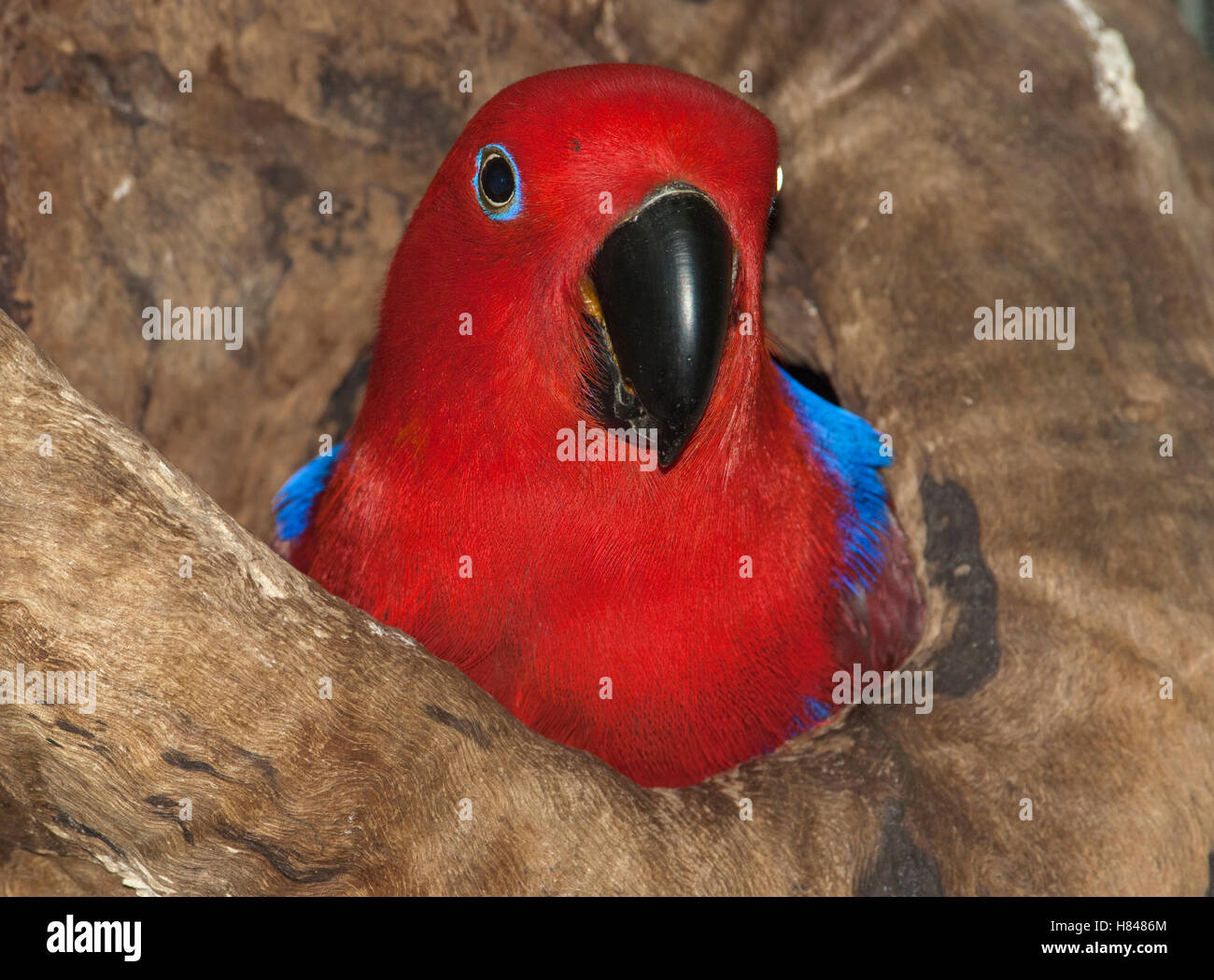 Eclectus Parrot (Eclectus roratus) female at nest cavity, Iron Range ...
