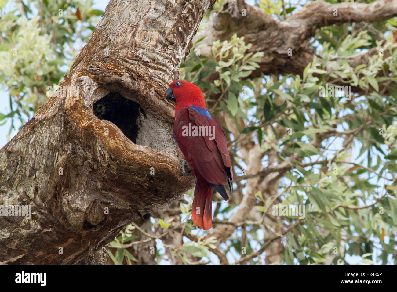 Eclectus Parrot (Eclectus roratus) female at nest cavity, Iron Range ...