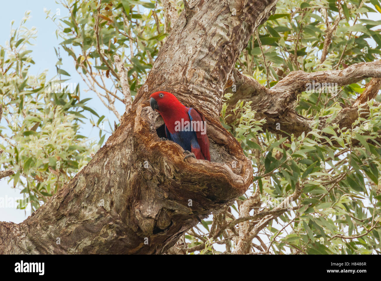 Eclectus Parrot (Eclectus roratus) female at nest cavity, Iron Range ...