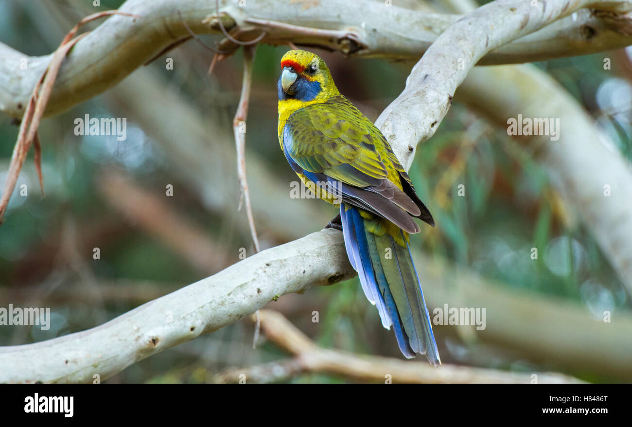 Green Rosella (Platycercus caledonicus), Meander Valley, Tasmania ...