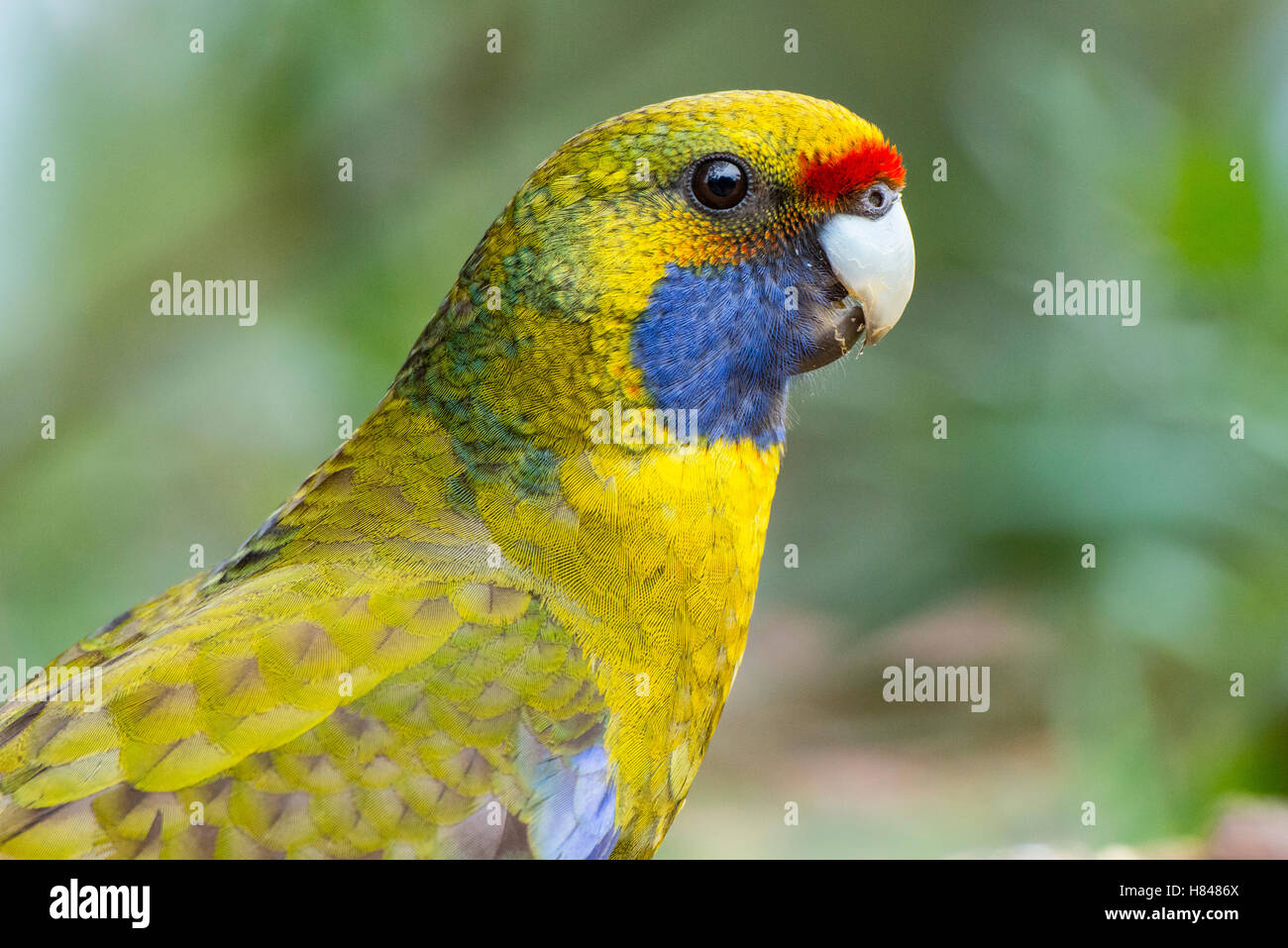 Green Rosella (Platycercus caledonicus), Meander Valley, Tasmania ...