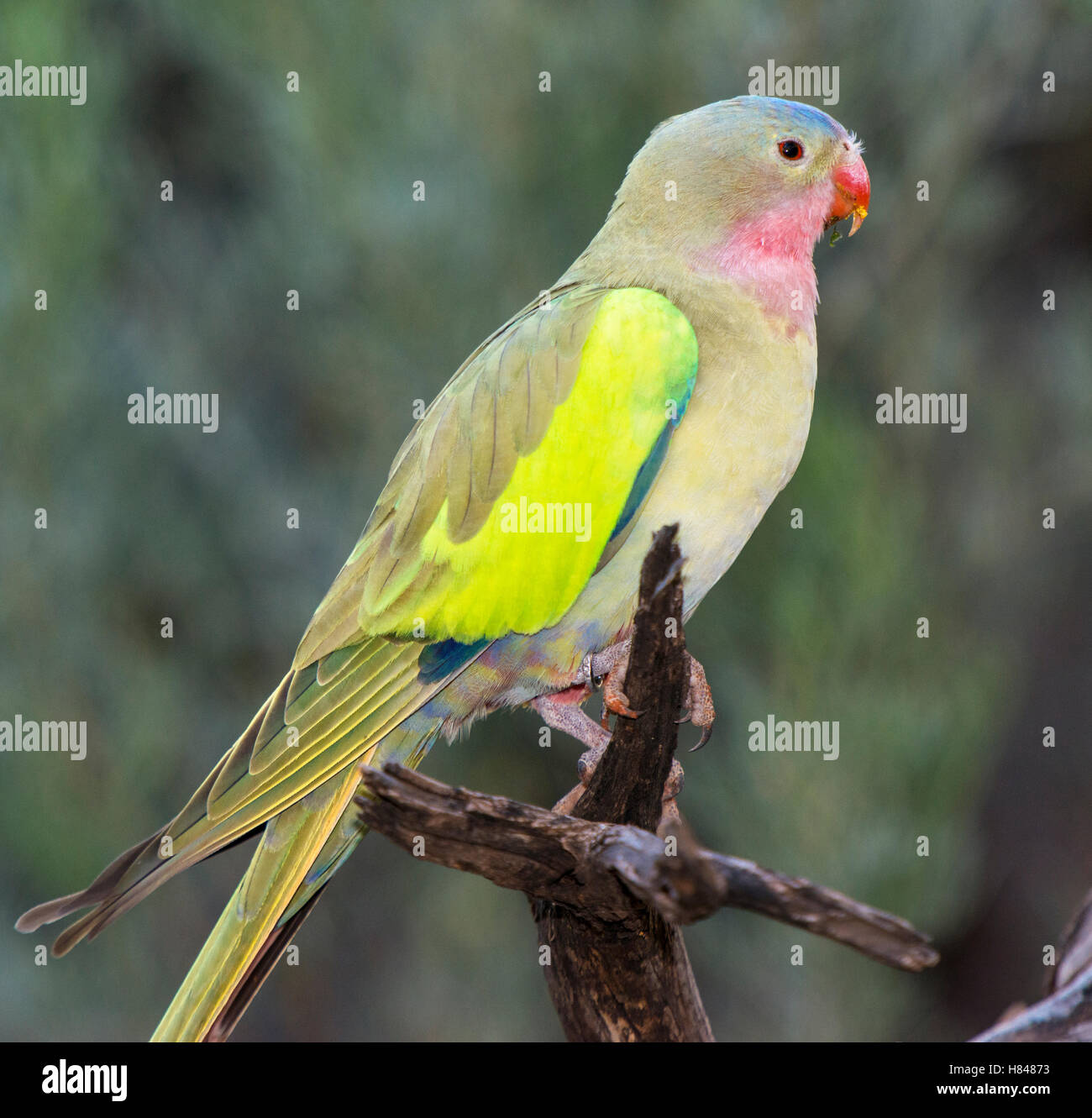 Alexandra's Parrot (Polytelis alexandrae), Alice Springs, Northern ...