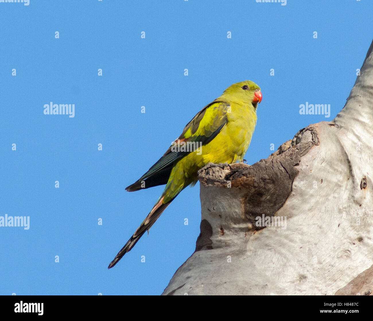 Regent Parrot (Polytelis anthopeplus) female at nest cavity, Hattah ...