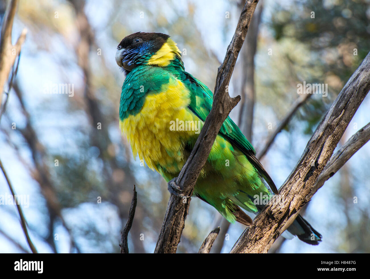 Australian Ringneck (Barnardius zonarius), Ormiston Gorge, Northern ...